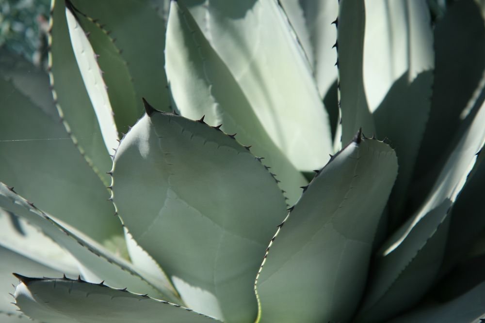 Parry's agave (Agave parryi) - growing guides