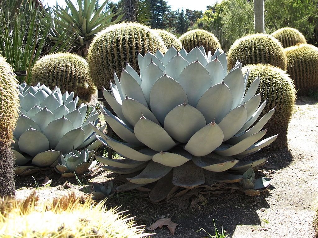 Parry's agave (Agave parryi) - growing guides