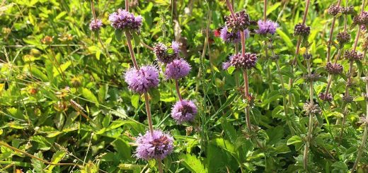 Harts Pennyroyal Mentha Cervina Growing Guides