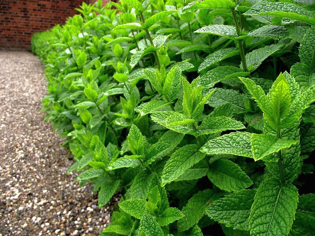 Peppermint (Mentha × piperita) - growing guides