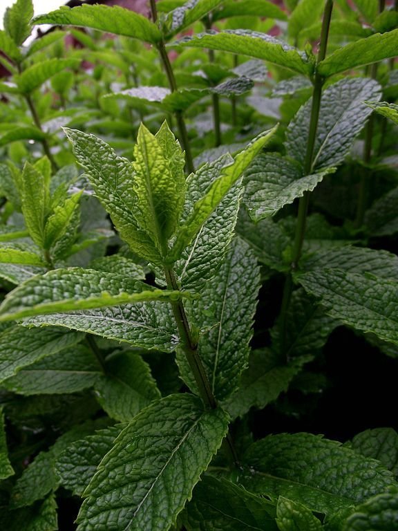 Peppermint (Mentha × piperita) - growing guides