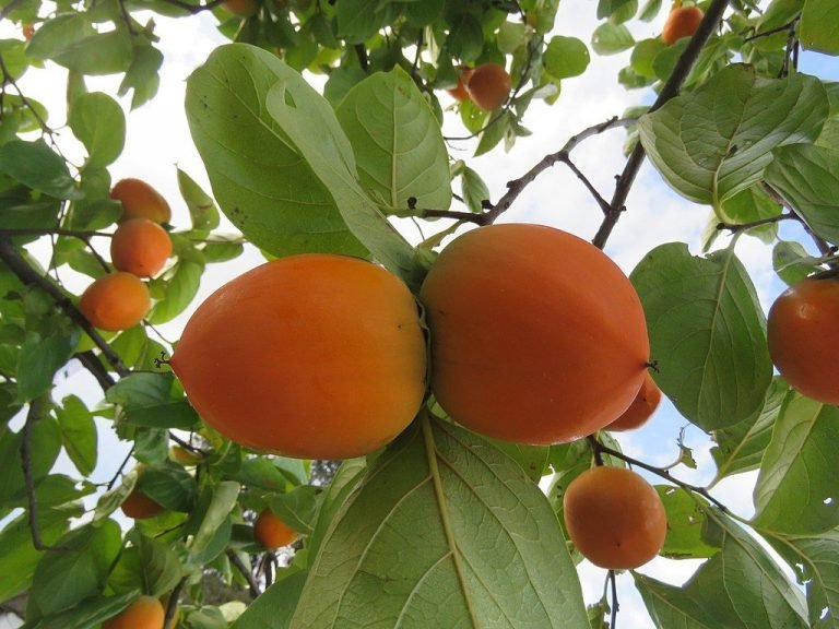 Persimmon (Diospyros kaki) - growing guides