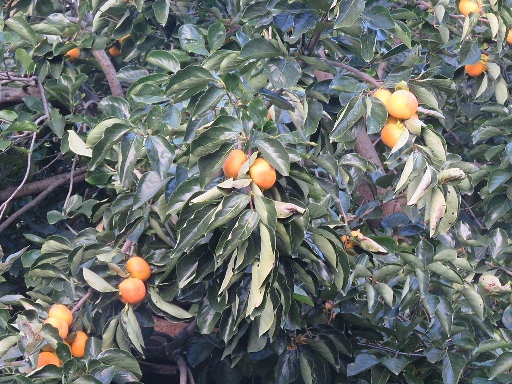 Persimmon (Diospyros kaki) - growing guides
