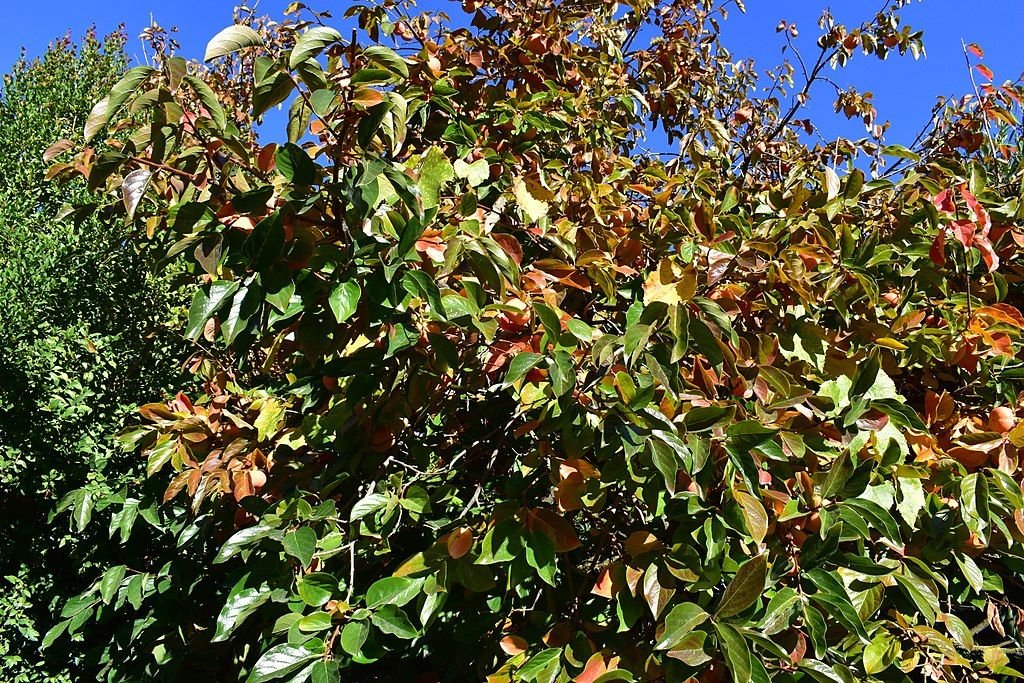 Persimmon (Diospyros kaki) - growing guides