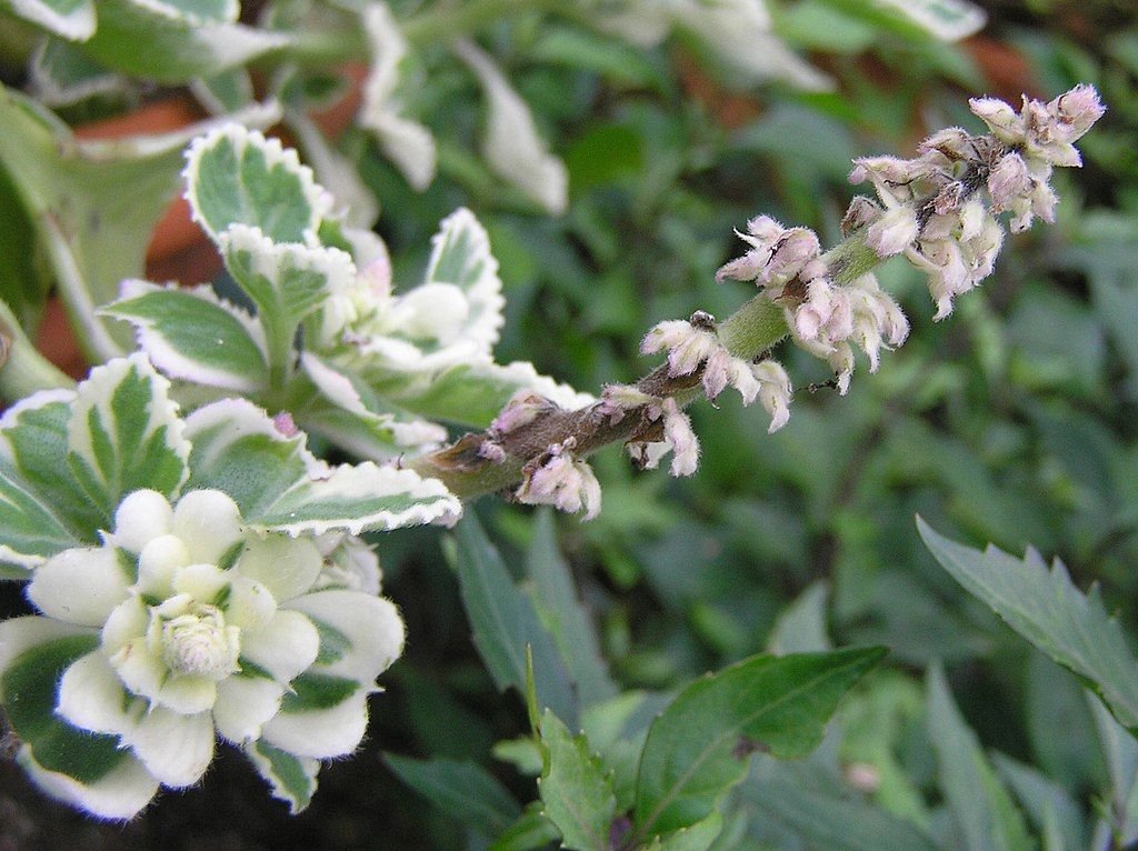 Pineapple Mint Mentha Suaveolens Variegata Growing Guides