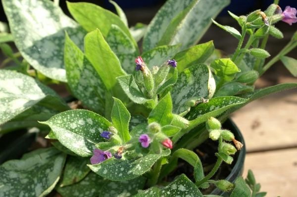 Pulmonaria 'Dark Vader' - growing guides