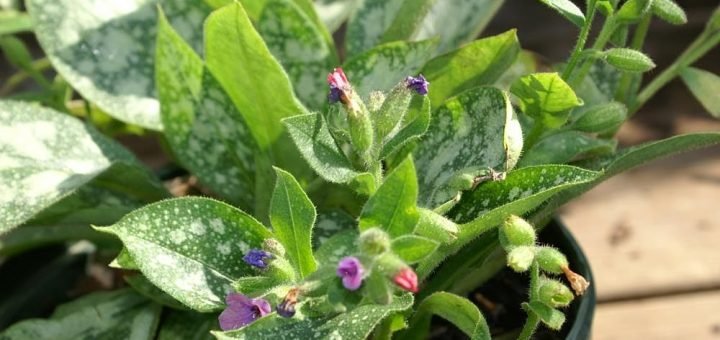 Pulmonaria Genus - Dear Plants