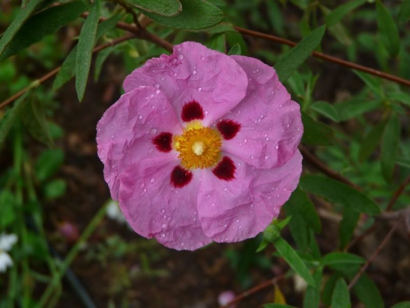 Purple-flowered rock rose (Cistus × purpureus) - growing guides