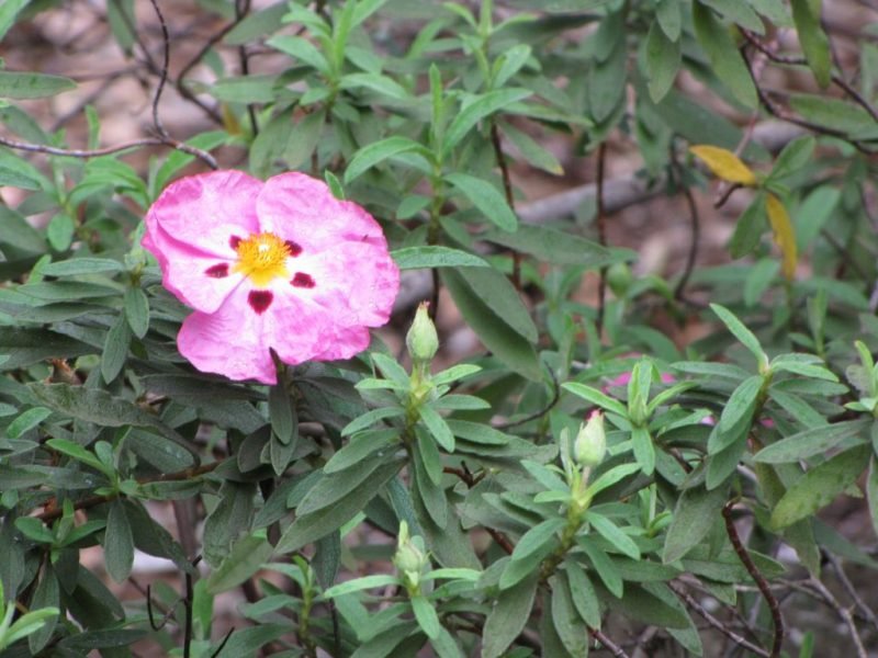 Purple-flowered rock rose (Cistus × purpureus) - growing guides
