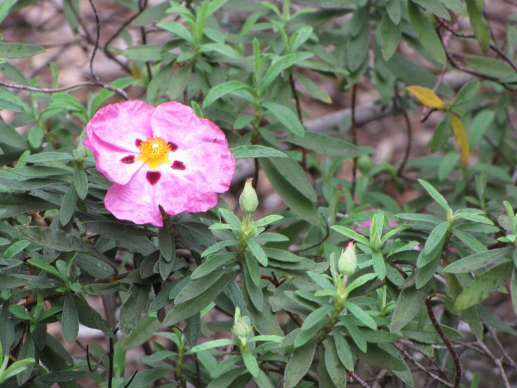 Purple-flowered rock rose (Cistus × purpureus) - growing guides