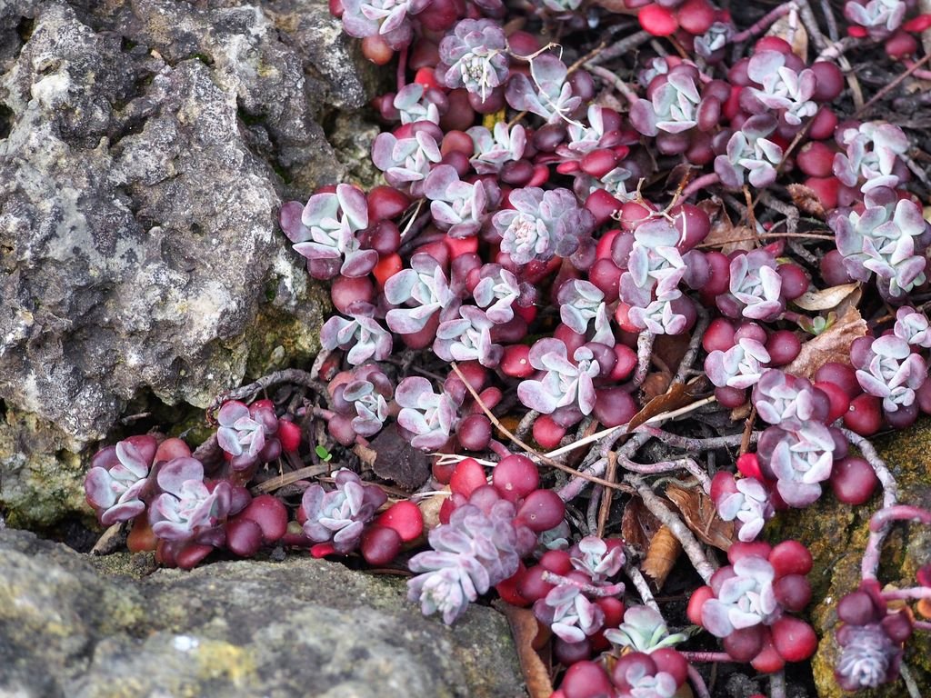 Purple spoon-leaved stonecrop (Sedum spathulifolium 'Purpureum ...