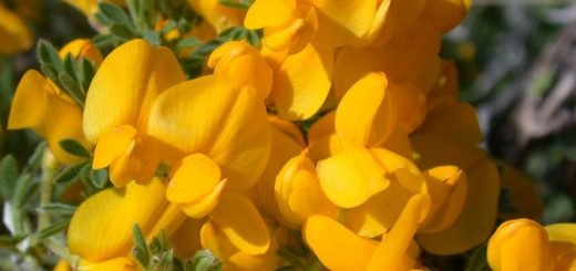 Bean's broom (Cytisus × beanii) - growing guides
