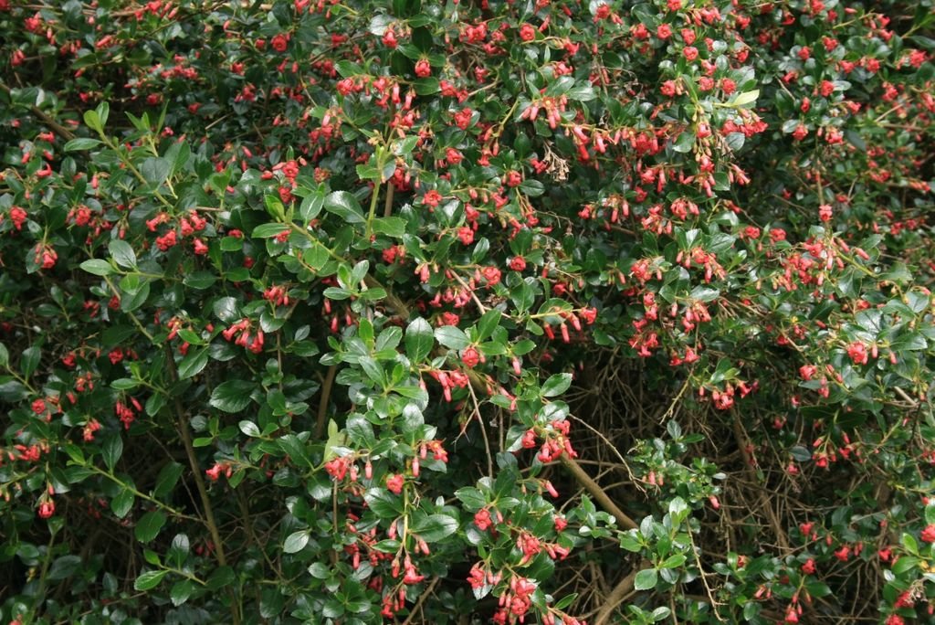Red escallonia (Escallonia rubra) - growing guides