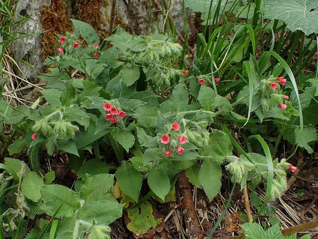 Red lungwort (Pulmonaria rubra) - growing guides