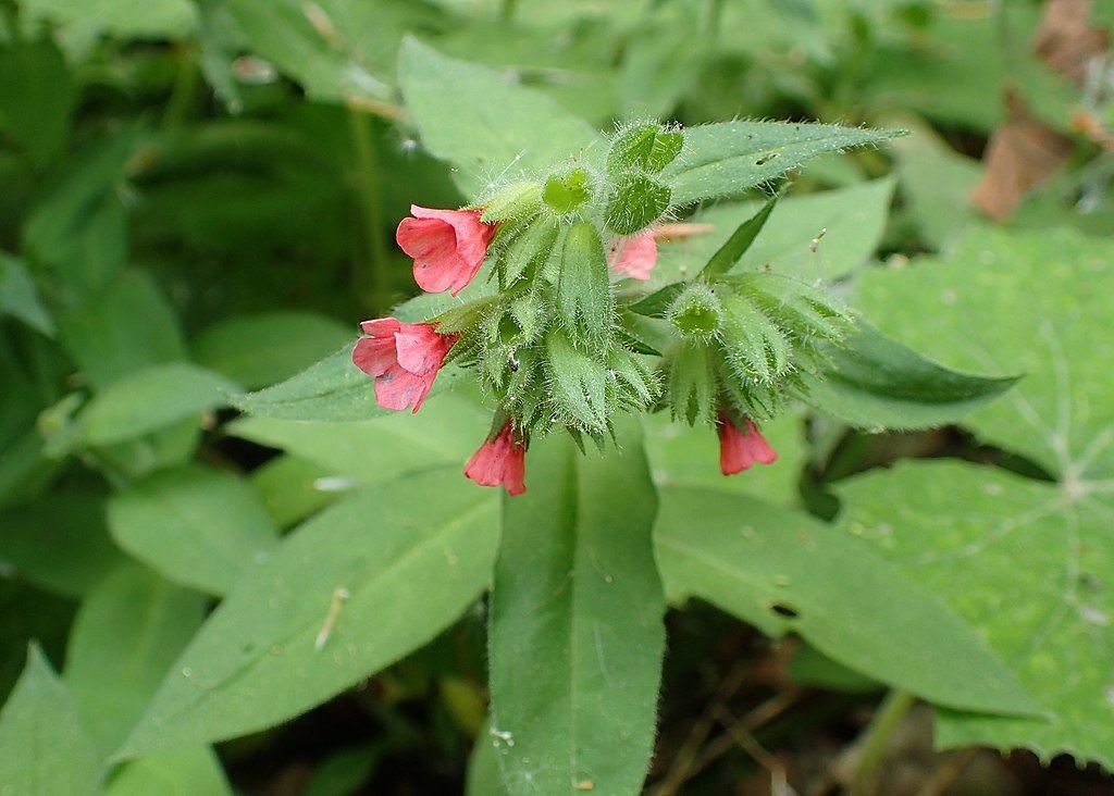 Red lungwort (Pulmonaria rubra) - growing guides