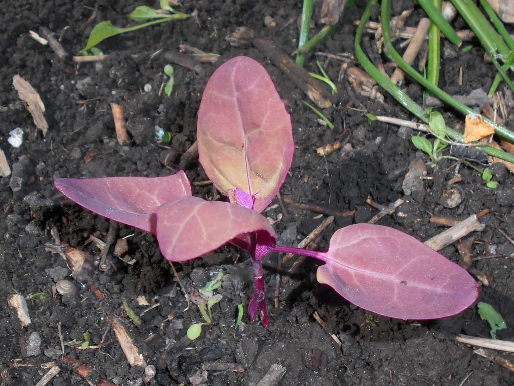 Red mountain spinach (Atriplex hortensis var. rubra) - growing guides