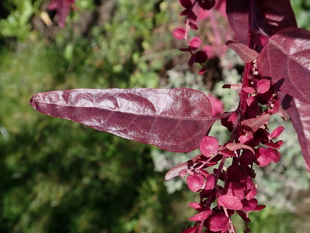 Red mountain spinach (Atriplex hortensis var. rubra) - growing guides