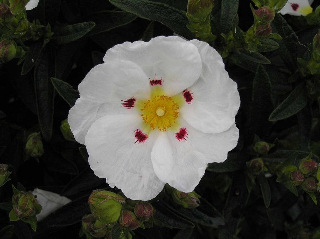 Rock rose 'Decumbens' (Cistus × dansereaui 'Decumbens') - growing guides
