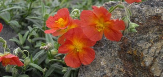 Rock rose 'Snow Fire' (Cistus 'Snow Fire') - growing guides