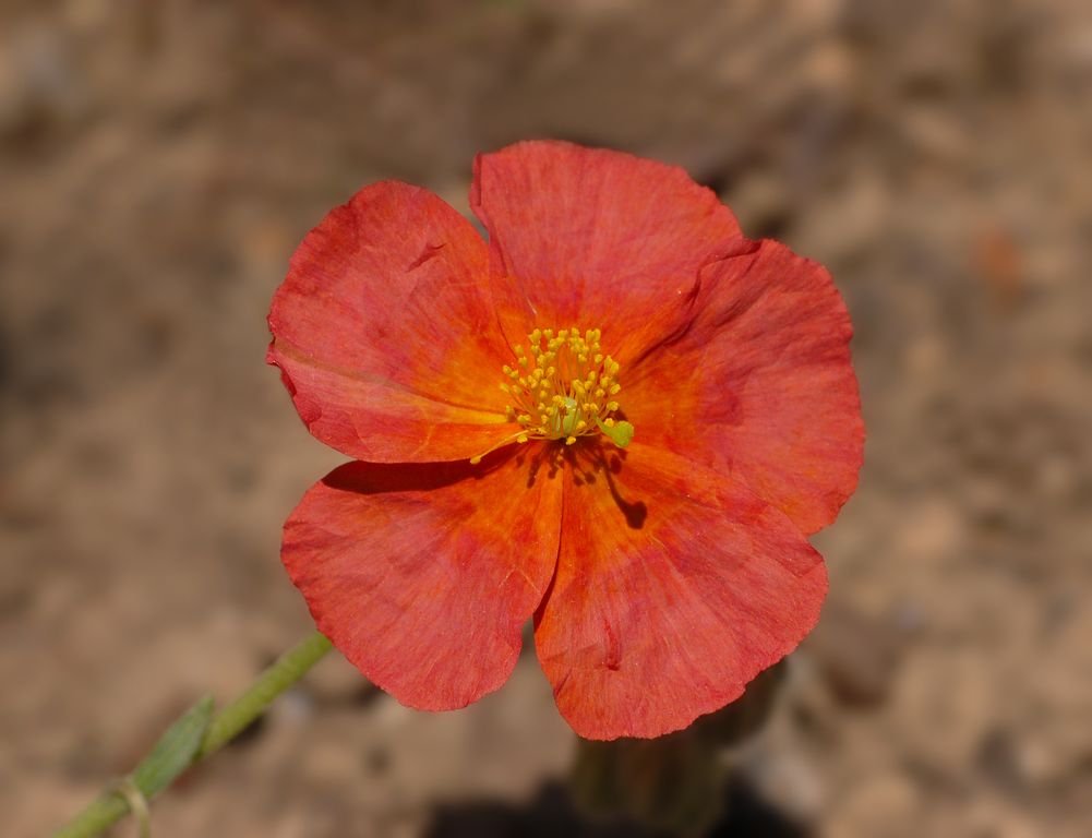 Rock rose 'Fire Dragon' (Helianthemum 'Fire Dragon') - growing guides