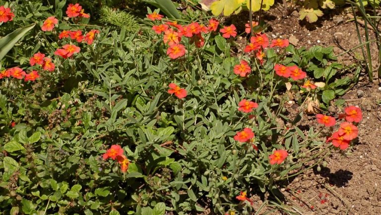 Rock rose 'Fire Dragon' (Helianthemum 'Fire Dragon') - growing guides