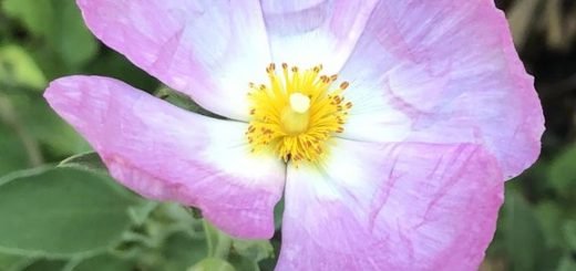 Dwarf pink rockrose (Cistus × skanbergii) - growing guides