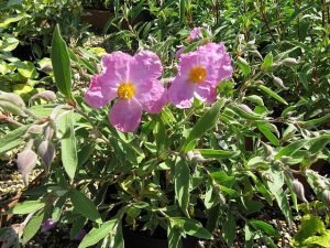 Rock rose 'Jester' (Cistus × bornetianus 'Jester') - growing guides