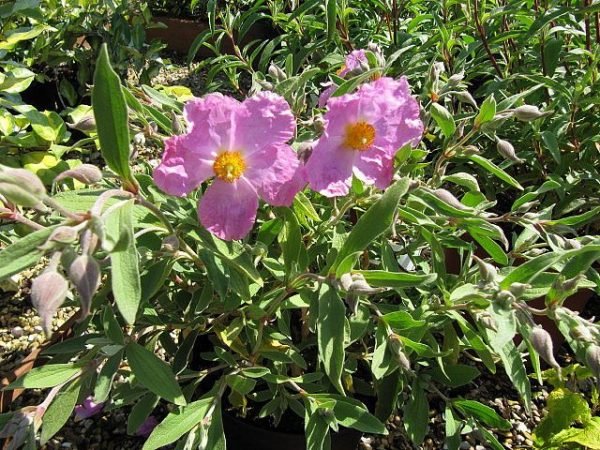 Rock rose 'Jester' (Cistus × bornetianus 'Jester') - growing guides