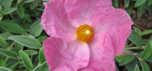 Dwarf pink rockrose (Cistus × skanbergii) - growing guides