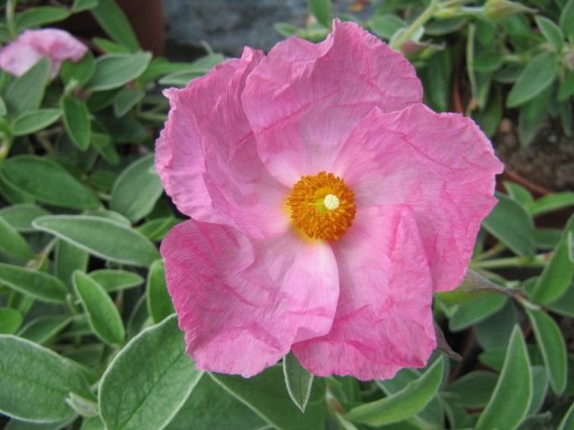Rock rose 'Silver Pink' (Cistus × argenteus 'Silver Pink') - growing guides