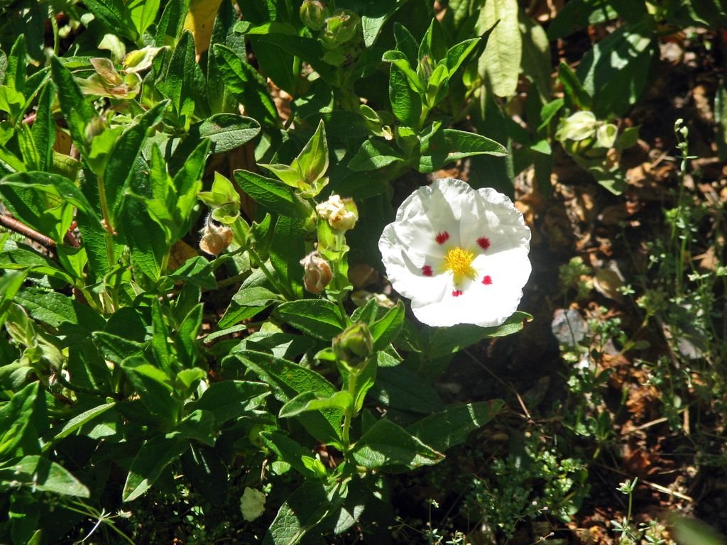 Rock rose 'Snow Fire' (Cistus 'Snow Fire') - growing guides