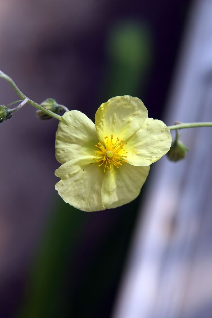 Rock rose 'Wisley Primrose' (Helianthemum 'Wisley Primrose') - growing ...