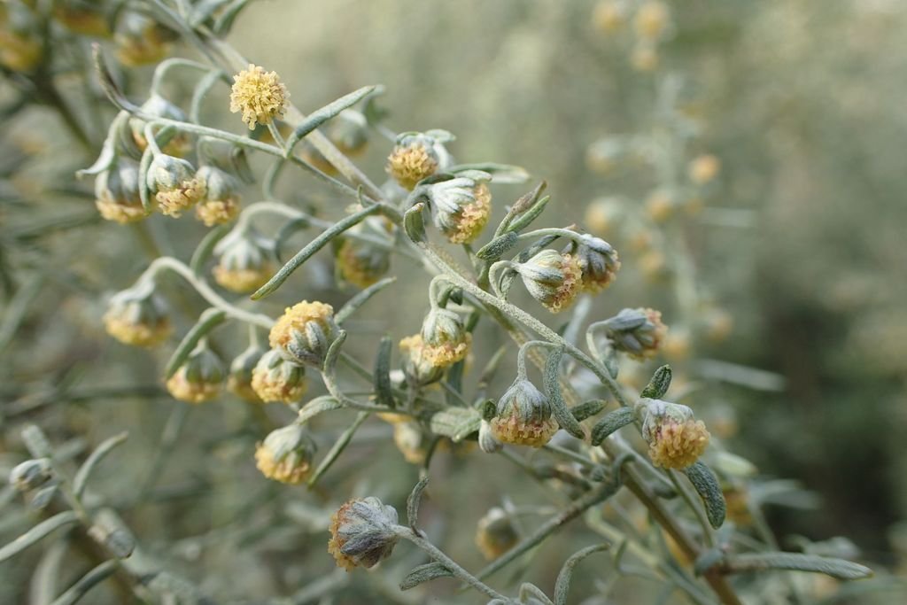 Roman wormwood (Artemisia pontica) - growing guides