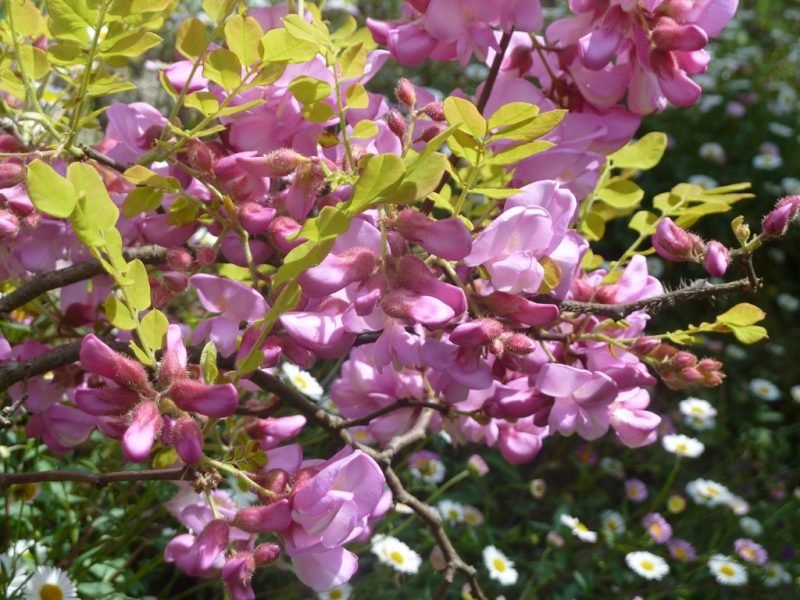 Rose acacia (Robinia hispida) - growing guides