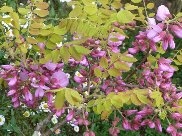Rose acacia (Robinia hispida) - growing guides
