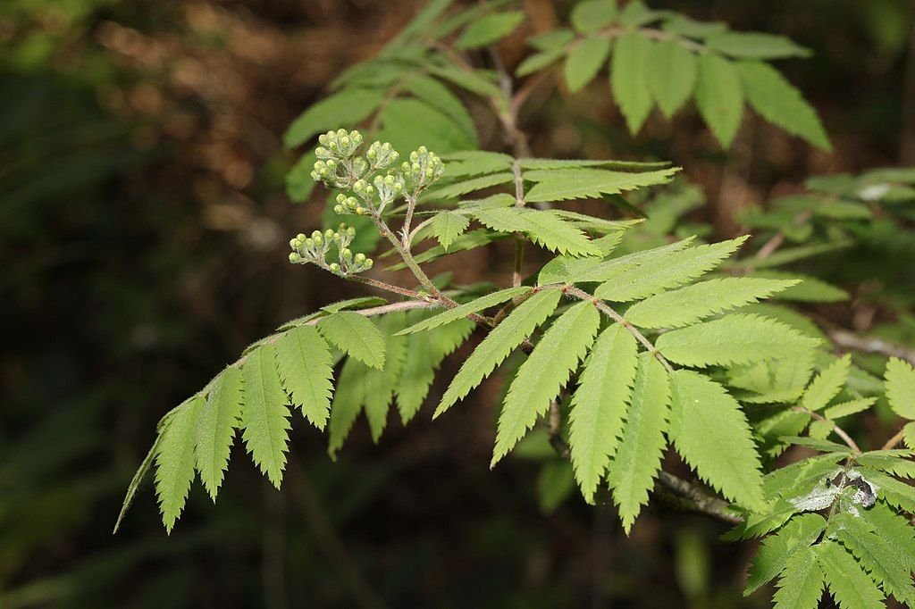 Rowan (Sorbus aucuparia) - growing guides