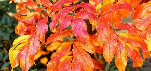 Japanese rowan (Sorbus commixta) - growing guides