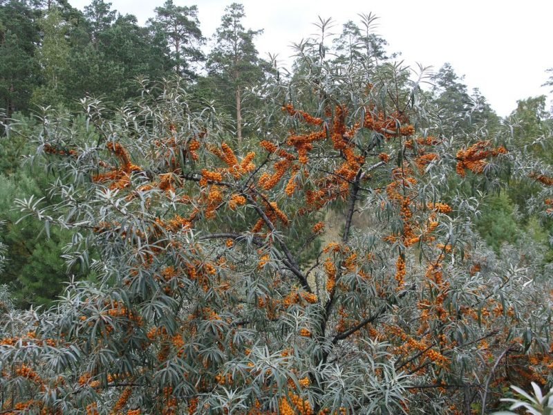 Sea buckthorn (Hippophae rhamnoides) - growing guides
