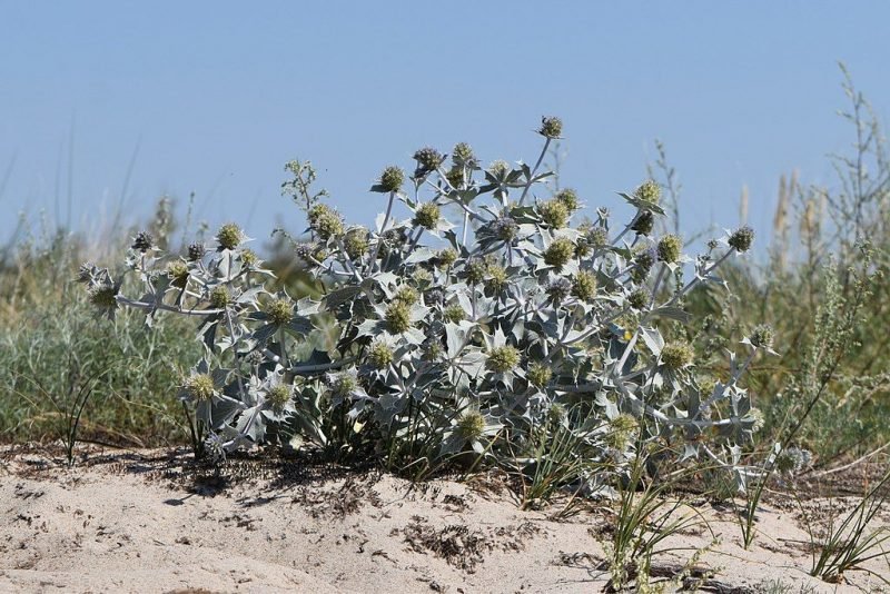 Sea eryngo (Eryngium maritimum) - growing guides