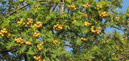 Wild service tree (Sorbus torminalis) - growing guides