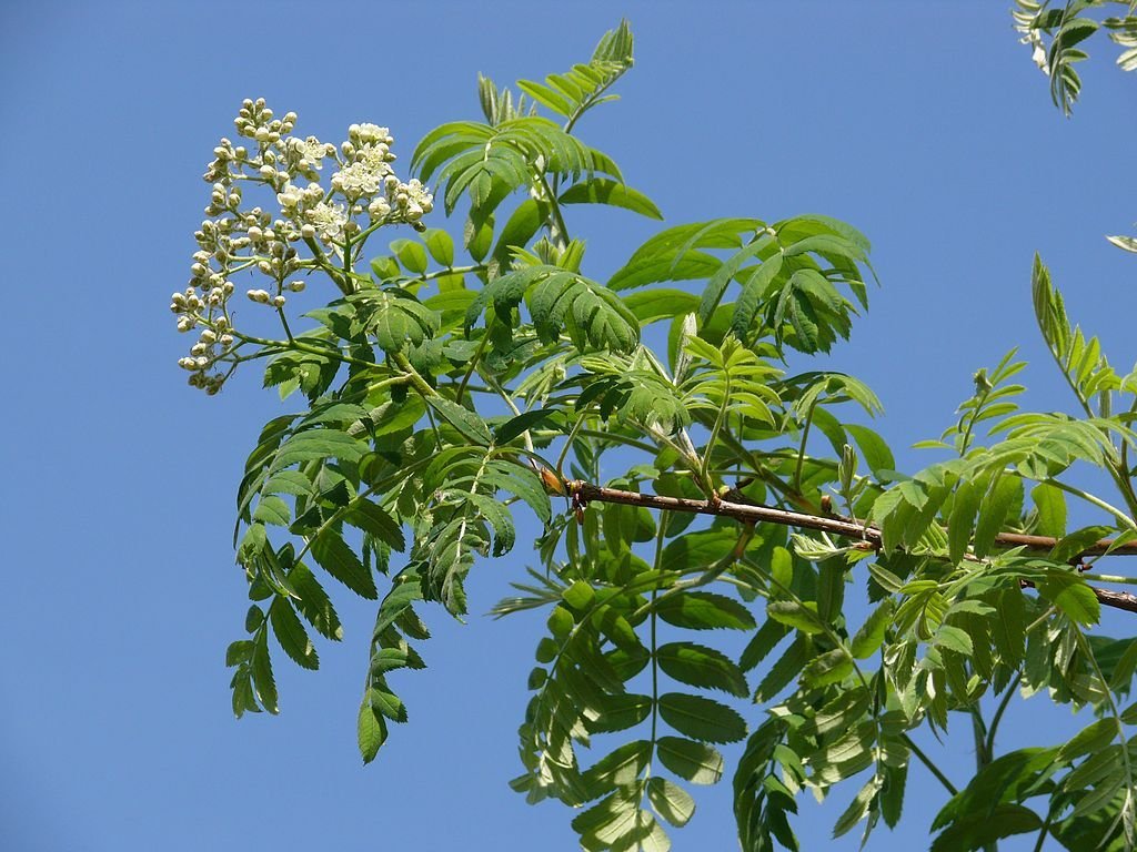 Service tree (Sorbus domestica) - growing guides