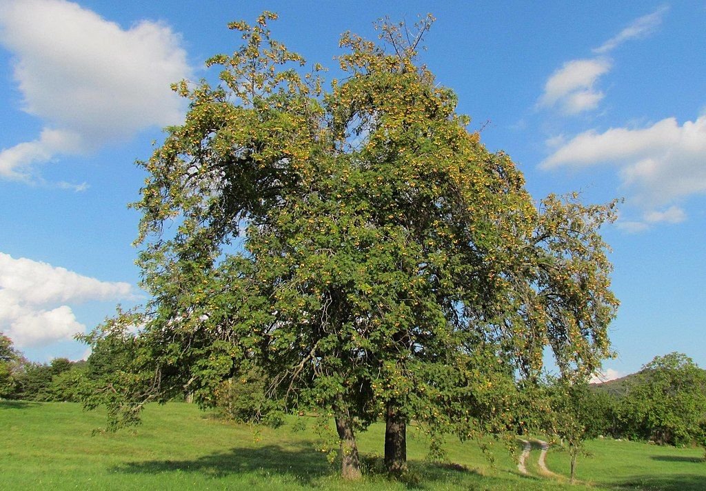 Service tree (Sorbus domestica) - growing guides