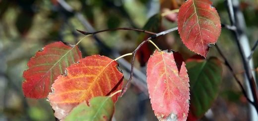 Serviceberry 'Cole's Select' (Amelanchier × grandiflora 'Cole's Select ...