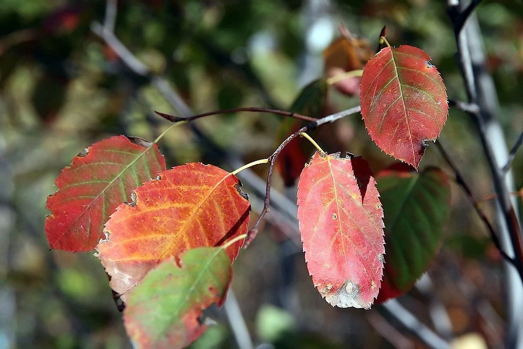 Serviceberry 'Autumn Brilliance' (Amelanchier × grandiflora 'Autumn ...