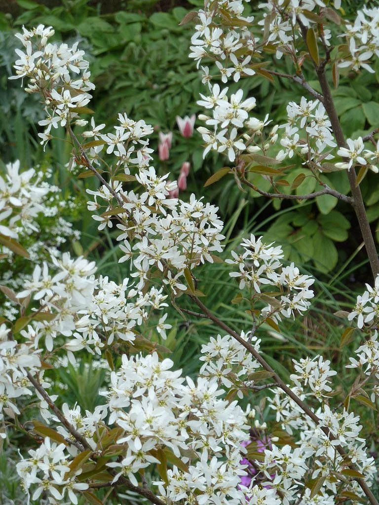 Serviceberry 'Cole's Select' (Amelanchier × grandiflora 'Cole's Select ...