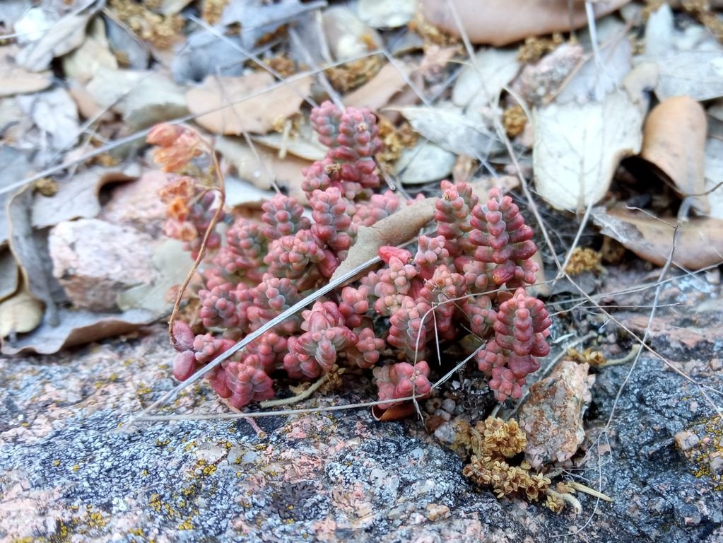 Short-leaved stonecrop (Sedum brevifolium) - growing guides