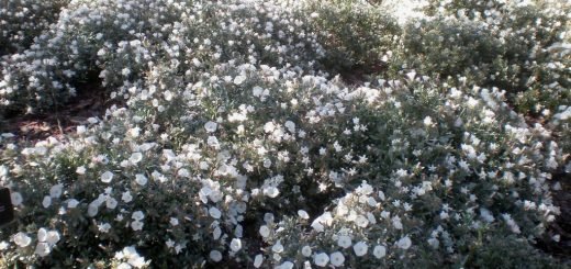 Blue rock bindweed (Convolvulus sabatius) - growing guides