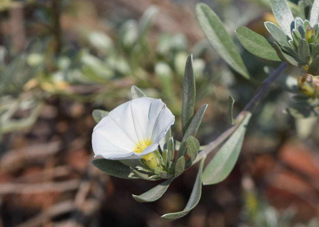 Shrubby bindweed (Convolvulus cneorum) - growing guides
