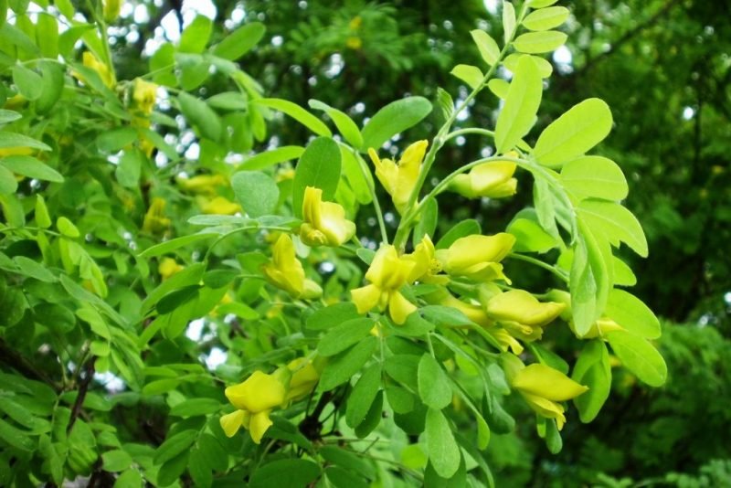 Siberian pea tree (Caragana arborescens) - growing guides