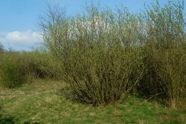 Siberian pea tree (Caragana arborescens) - growing guides